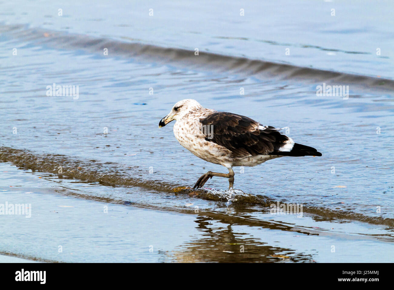 Petrel bird wading in shallows of harbor in Durban, South Africa Stock ...