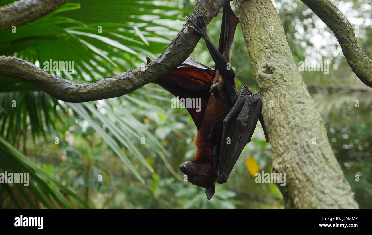 Male Bat. Megabat. Fruit Bat. flying fox. Pteropus vampyrus Stock Photo ...