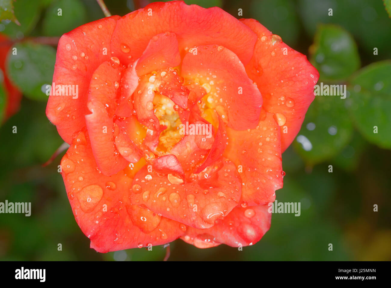 A beautiful flame coloured rose Stock Photo - Alamy