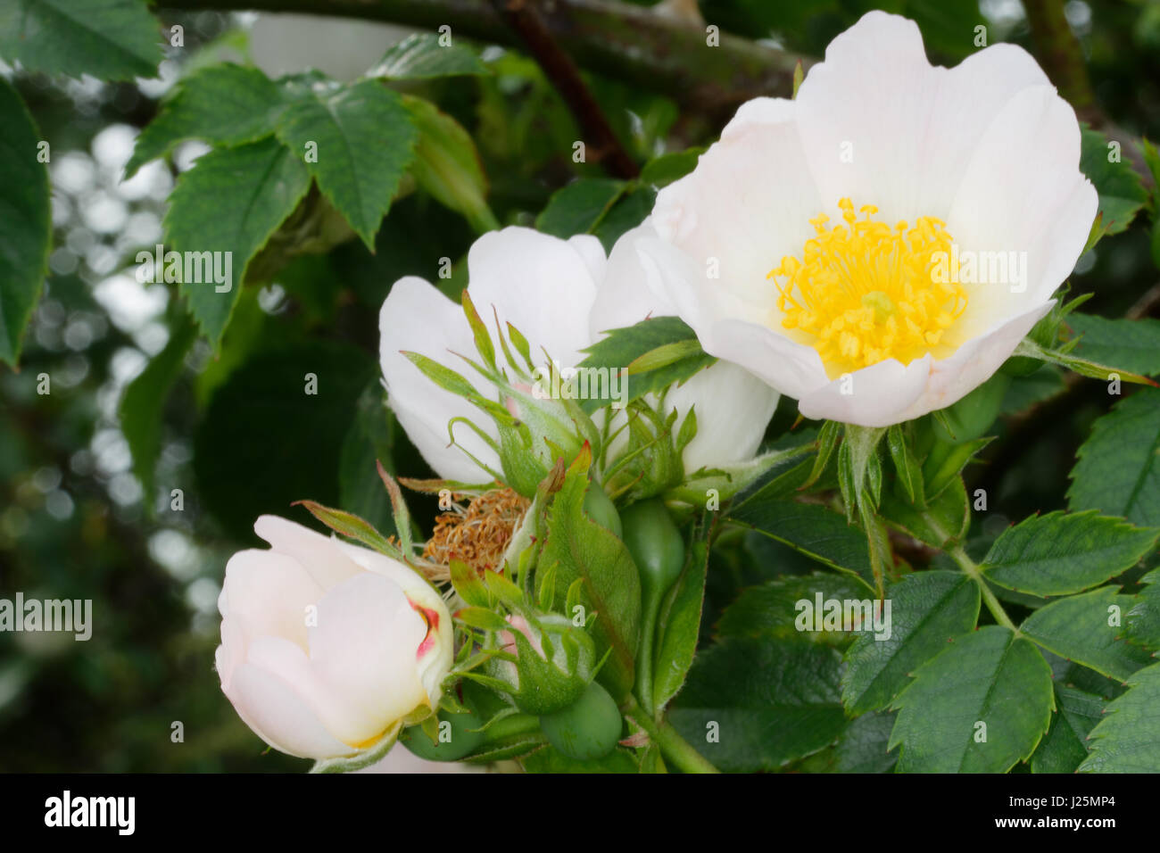 Dog roses growing wild in the hedgerow Stock Photo - Alamy