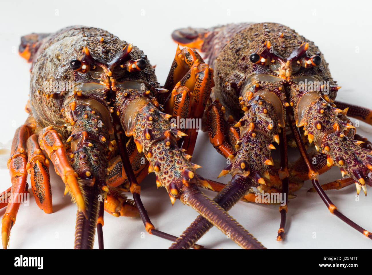 Closeup of crayfish showing those great eyes Stock Photo - Alamy