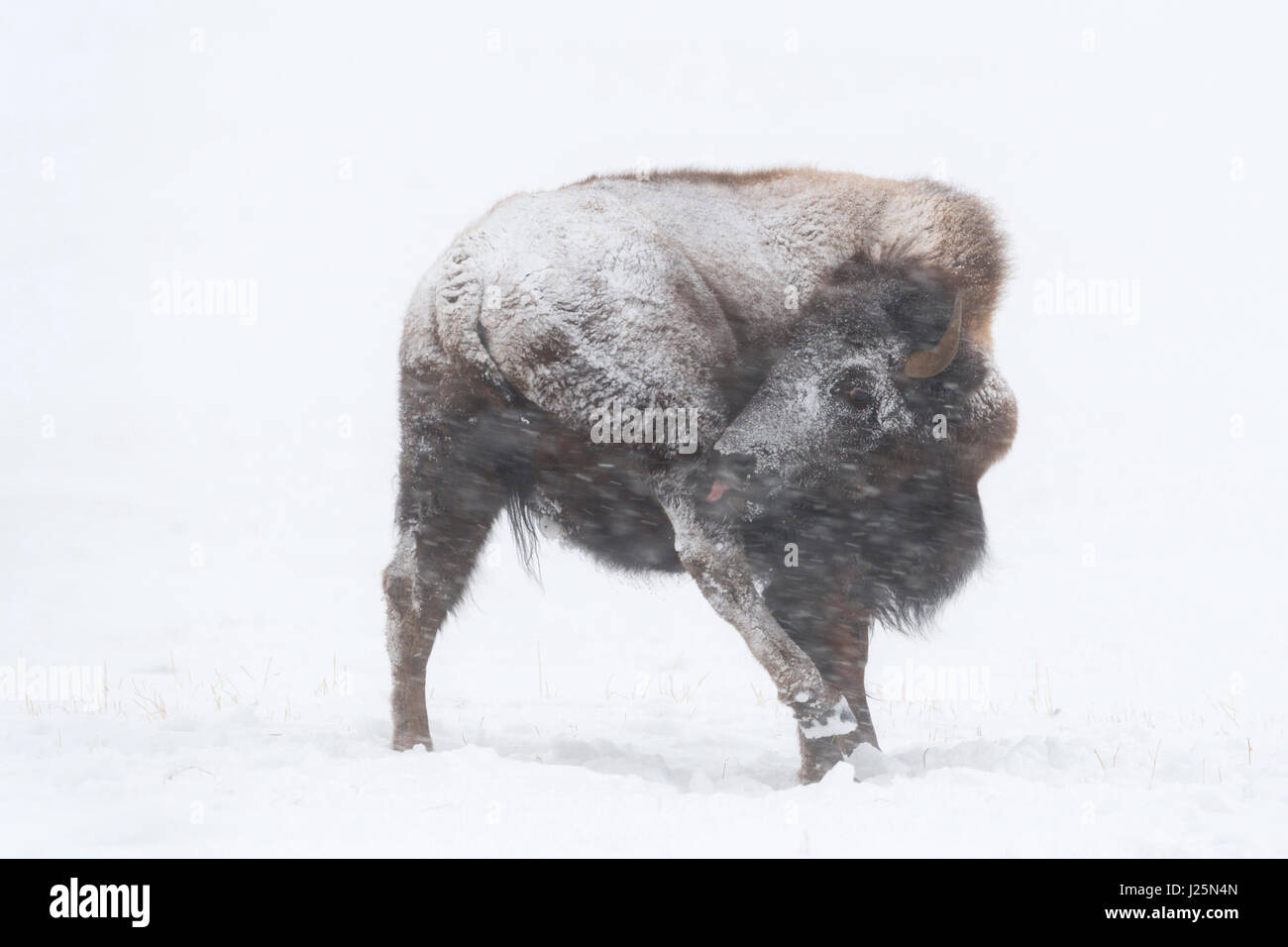 American bison / Amerikanischer Bison ( Bison bison ) in winter, during ...