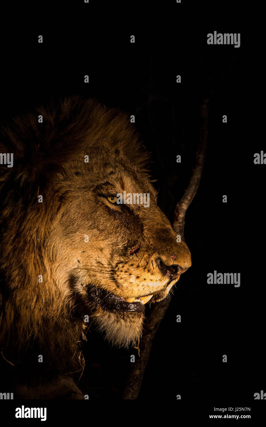 Lion at Night Stock Photo - Alamy