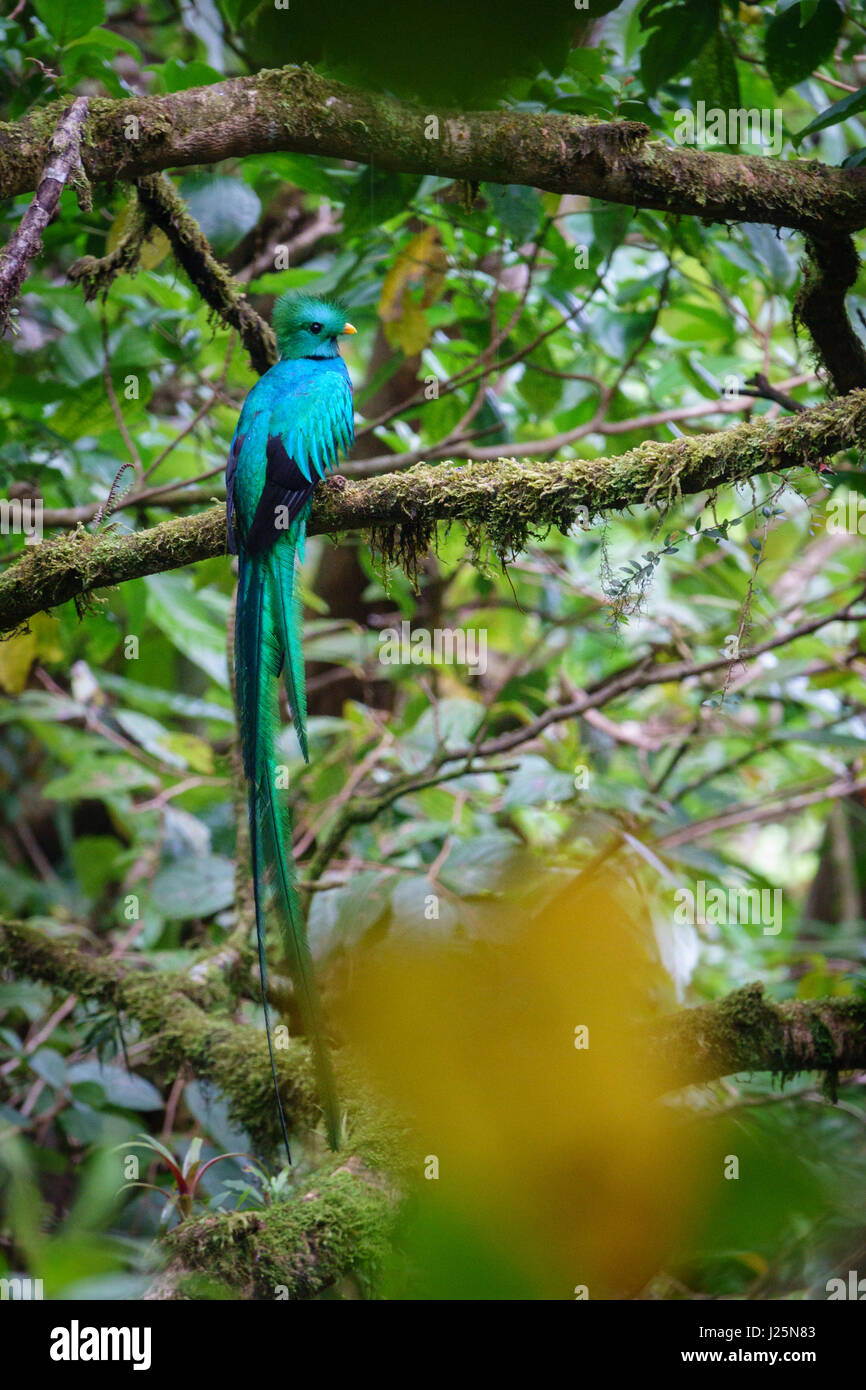 Beautiful bird in nature tropic habitat. Resplendent Quetzal Stock ...