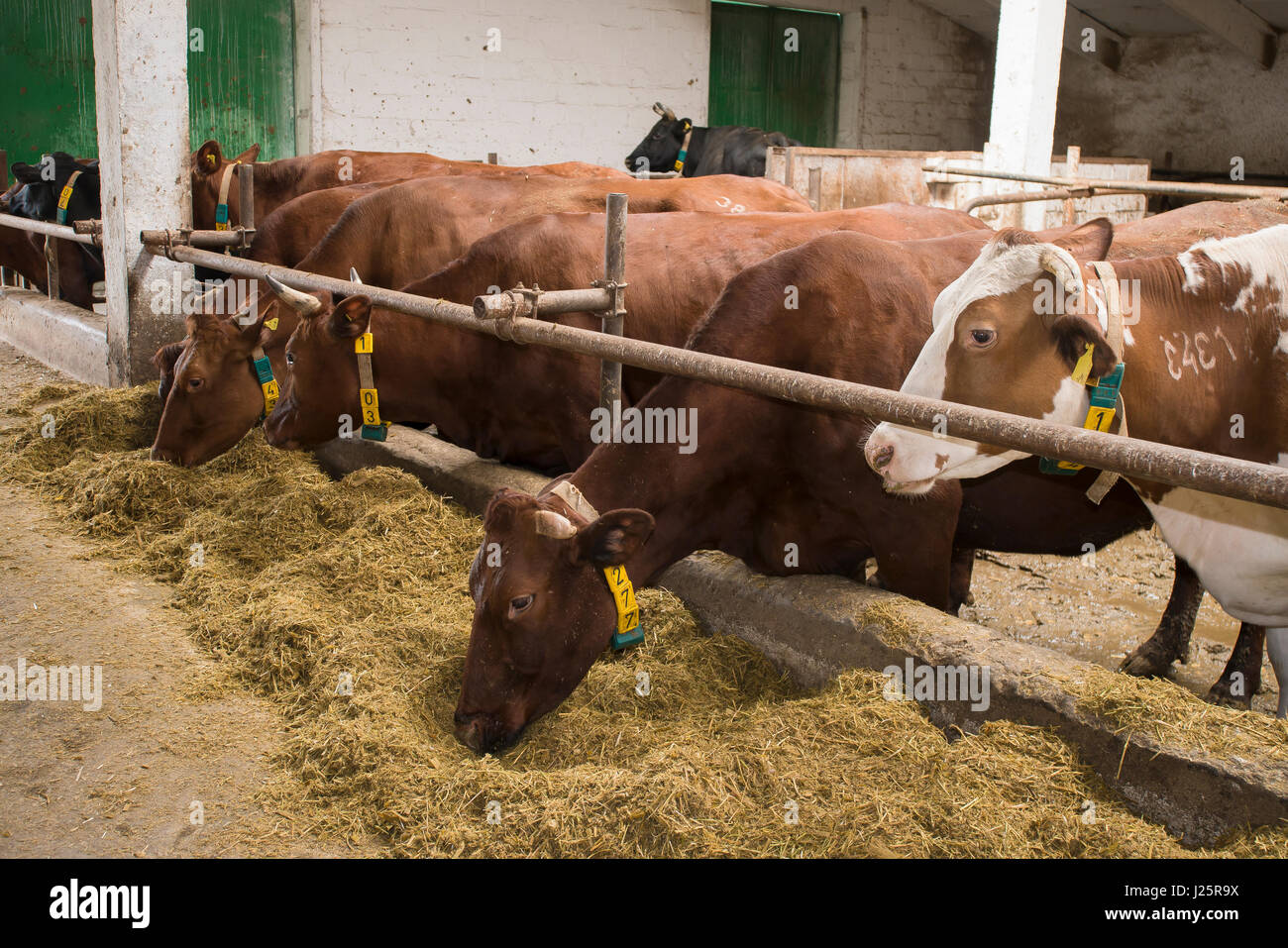 Cows in a farm. Dairy cows. Cows eating Stock Photo - Alamy