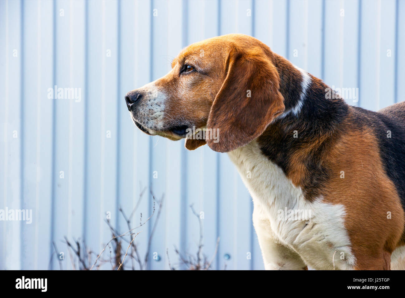 Dog Beagle. The profile of the head Stock Photo - Alamy