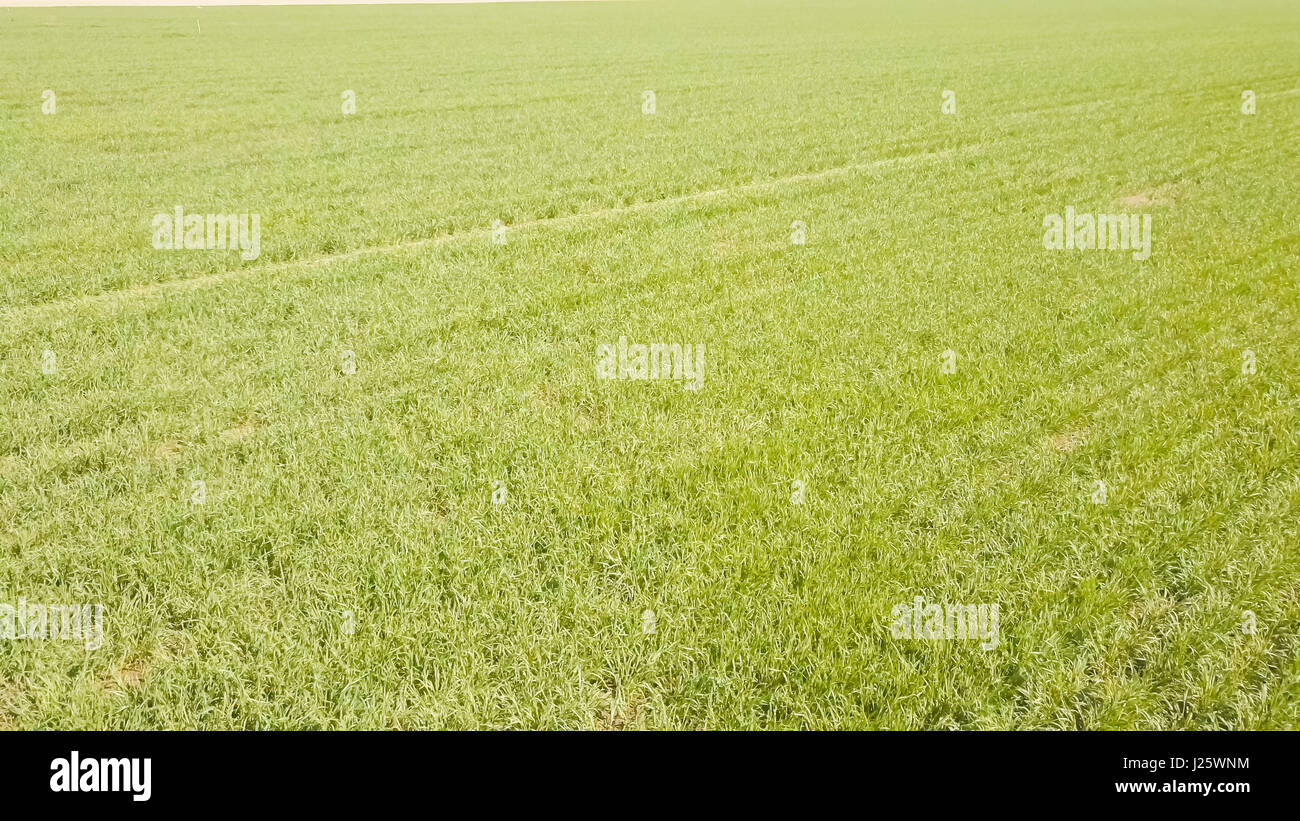 Aerial view of farmlands on Eastern Plains in the Spring Stock Photo ...