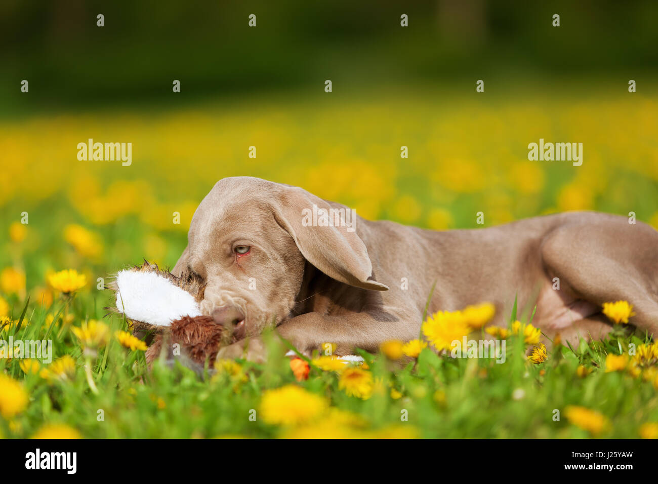 cute Weimaraner puppy playing with a pheasant plushie in the meadow ...