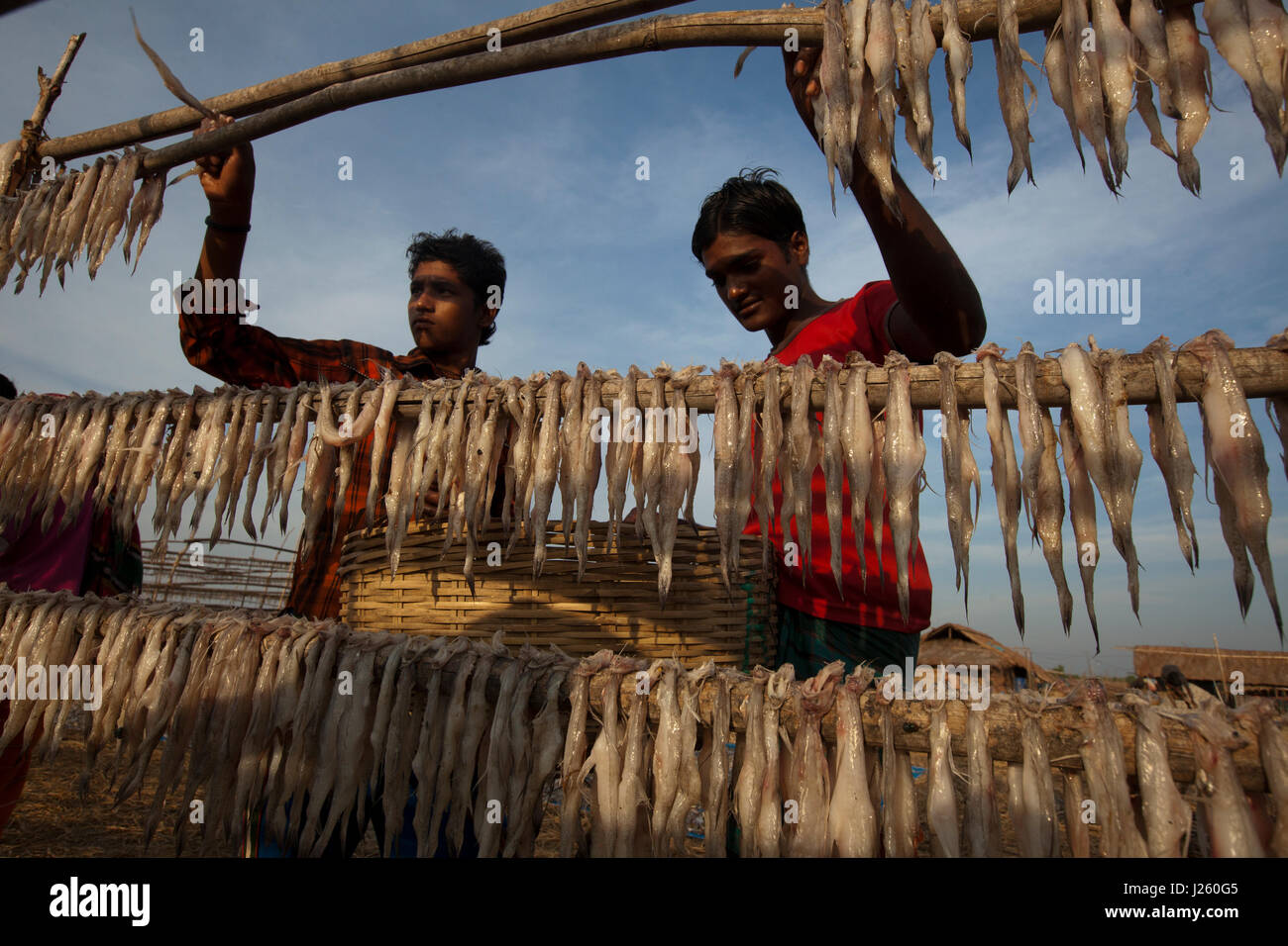 Fish processing plant hi-res stock photography and images - Alamy