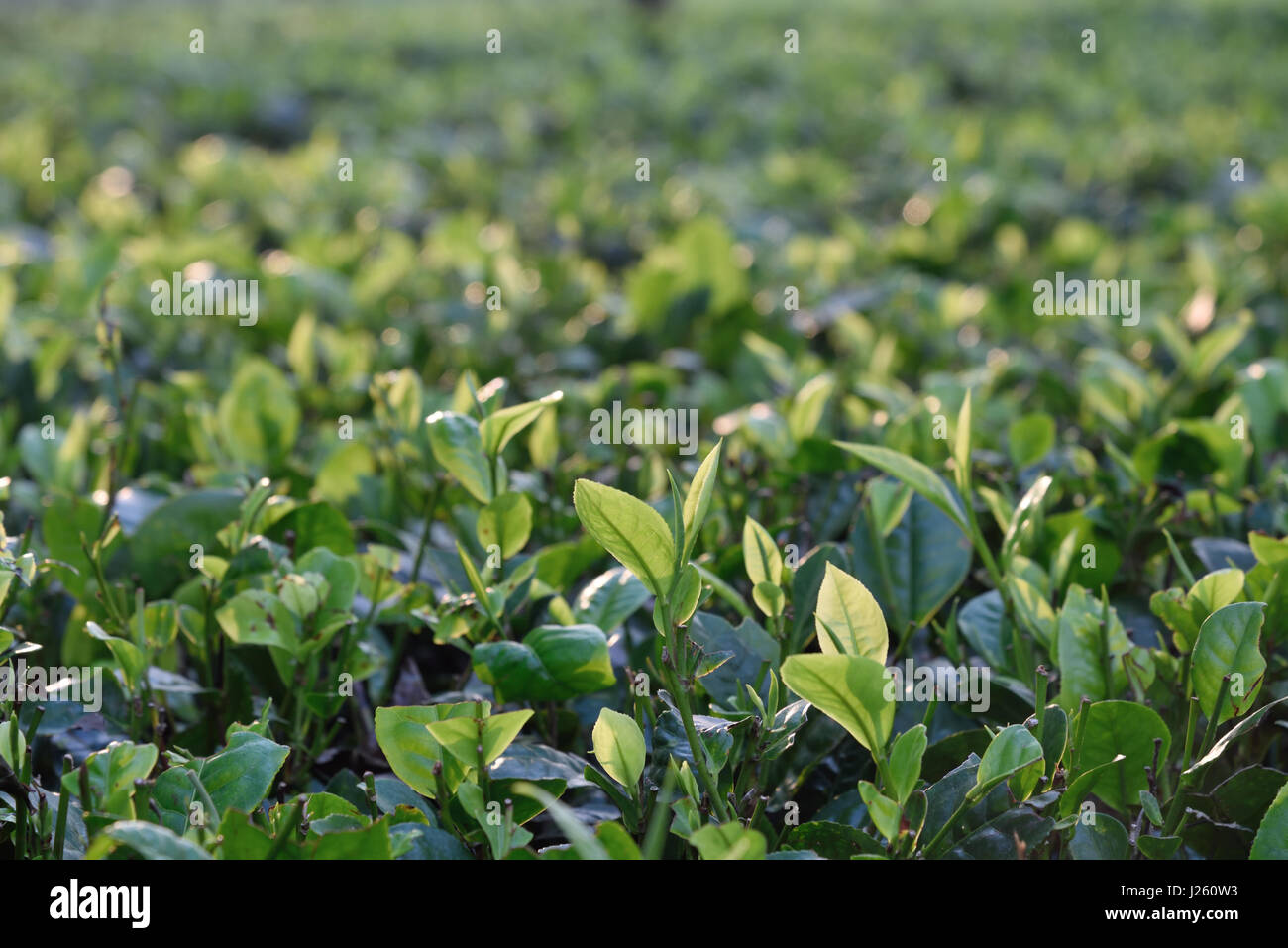 Tea camellia sinensis crop close up hi-res stock photography and images ...