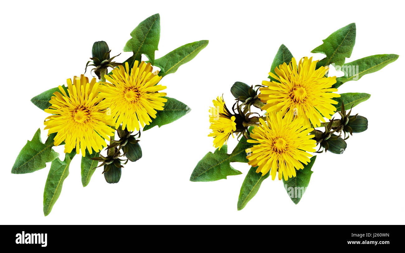 Set of dandelion flowers and buds arrangement isolated on white. Flat ...