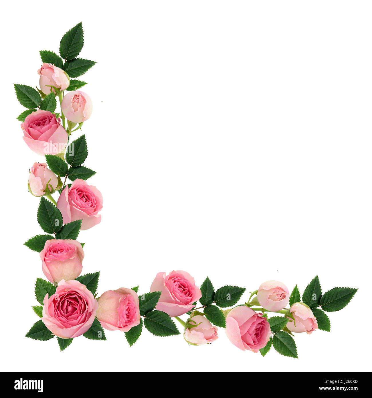 Pink Roses Corner Border