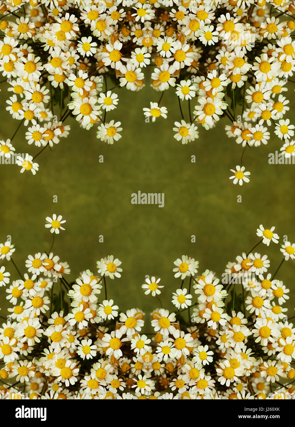 Small daisy flowers borders on green background Stock Photo - Alamy