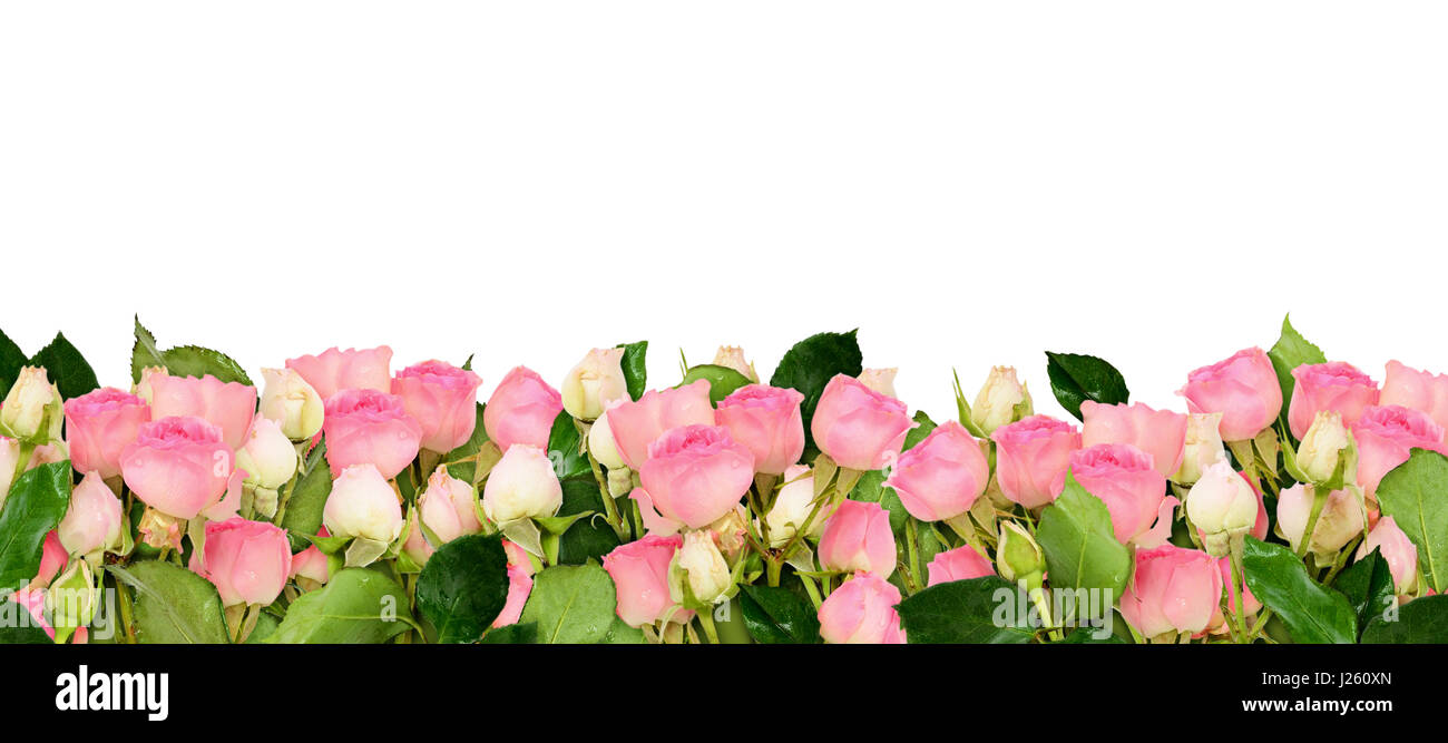 Pink rose flowers border isolated on white background Stock Photo - Alamy