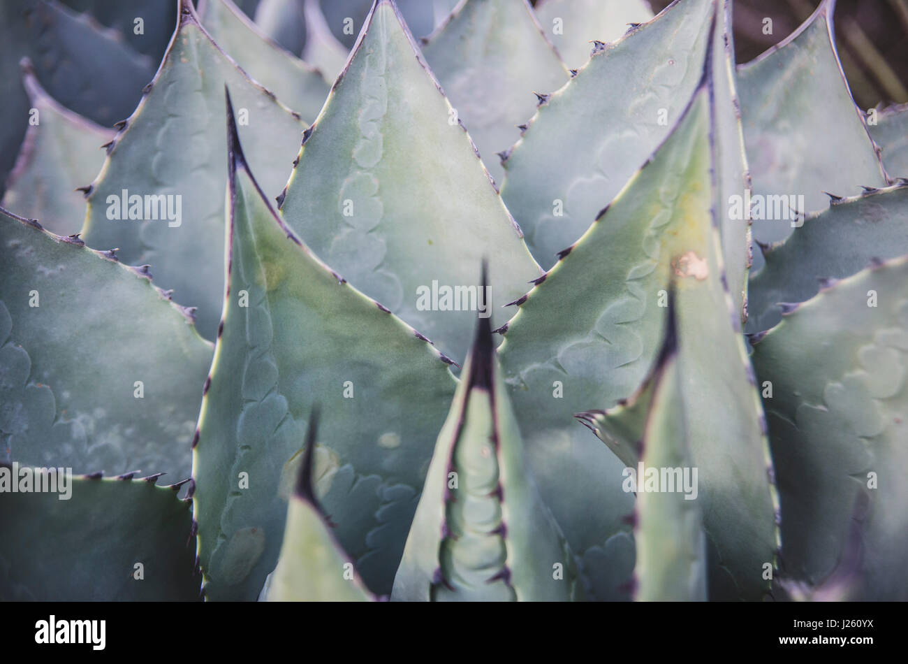 Agave plant hi-res stock photography and images - Alamy