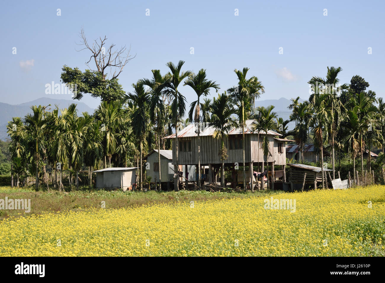 Tribal house at Alipurduar,West-Bengal,India Stock Photo - Alamy
