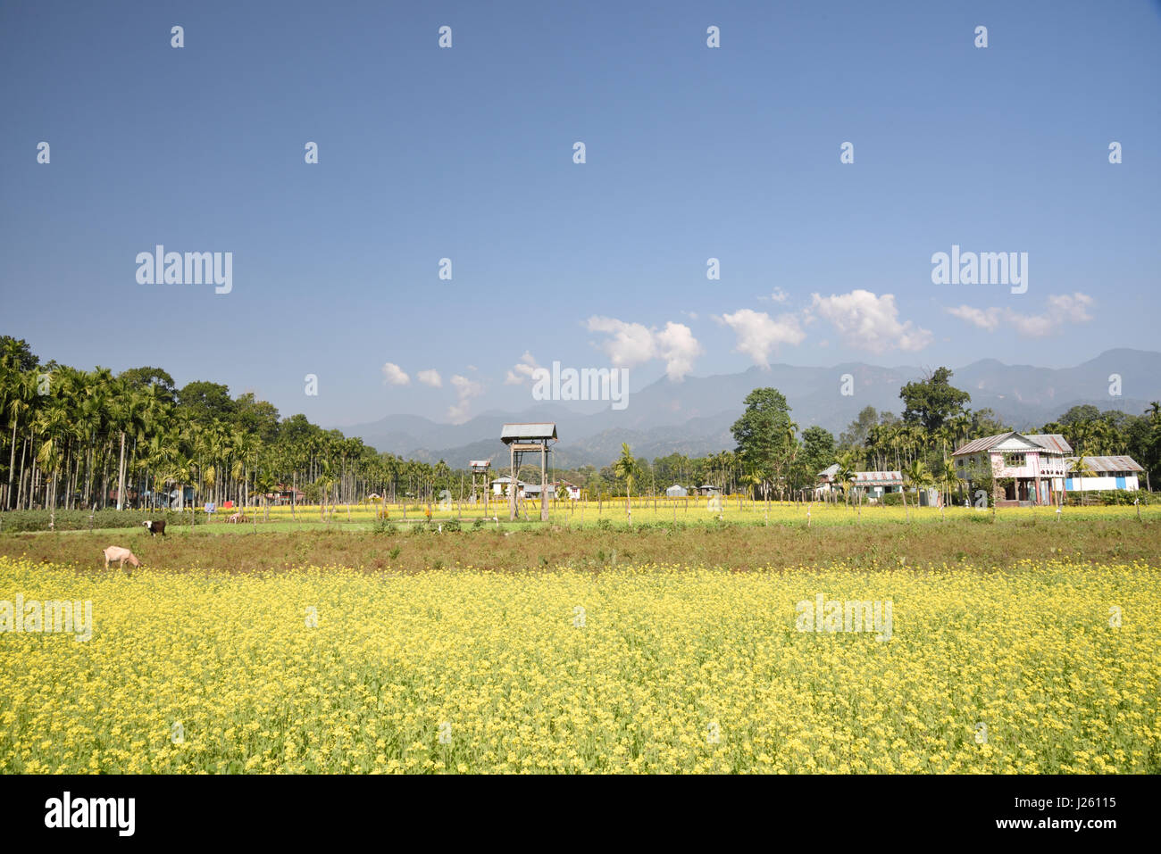 Alipurduar hi-res stock photography and images - Alamy