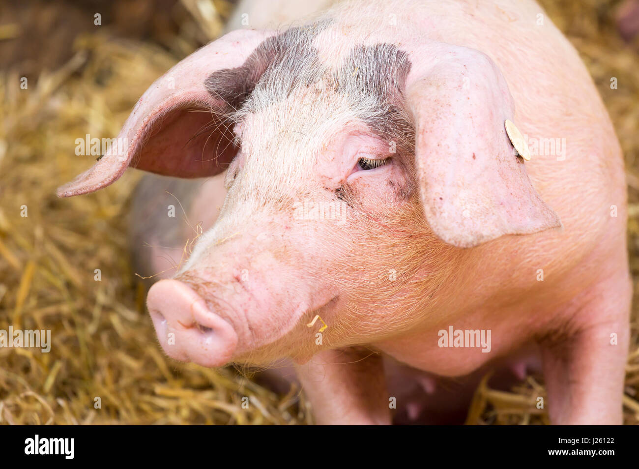 Portrait of a gloucester old spot pig Stock Photo - Alamy