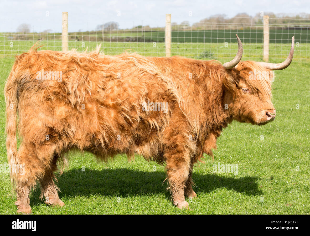 Highland cattle standing in a grass pasture Stock Photo - Alamy
