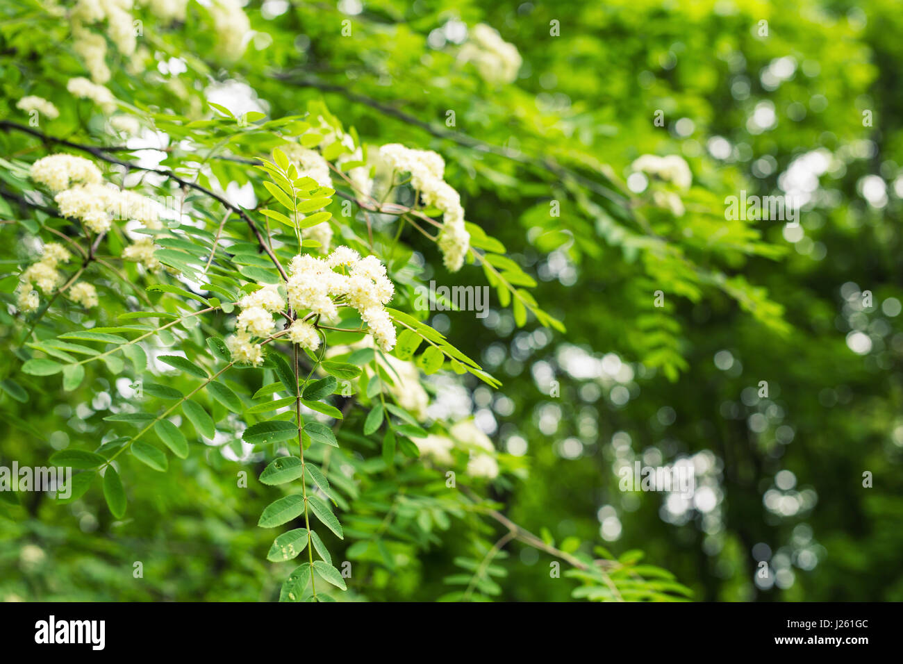 Flowers rowan in spring time. White flowers of the tree close-up Stock ...