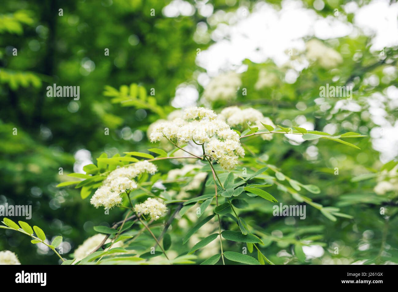 Flowers rowan in spring time. White flowers of the tree close-up Stock ...