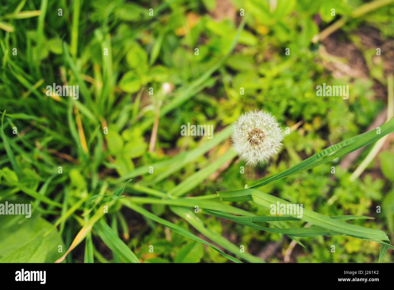 Dandelion top view close-up Stock Photo - Alamy