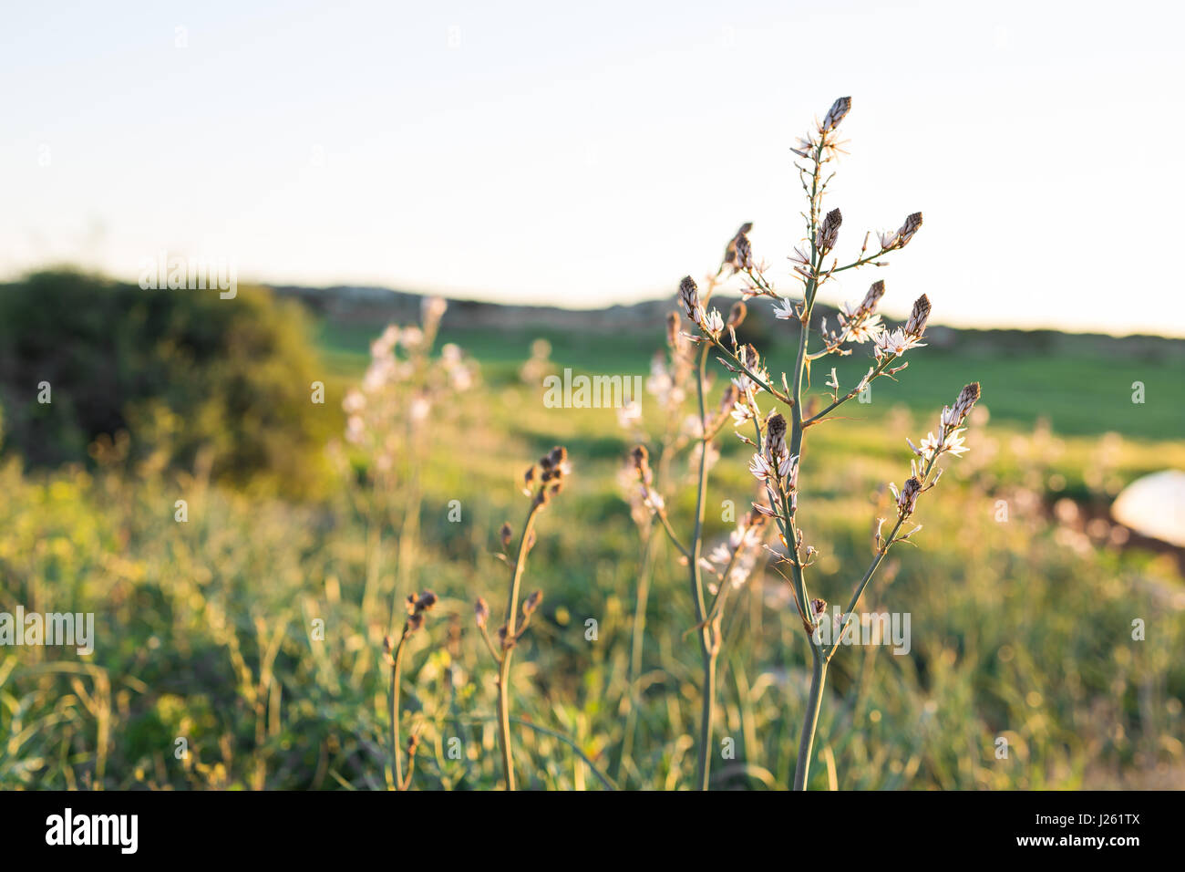 Bright sunset over green field Stock Photo - Alamy