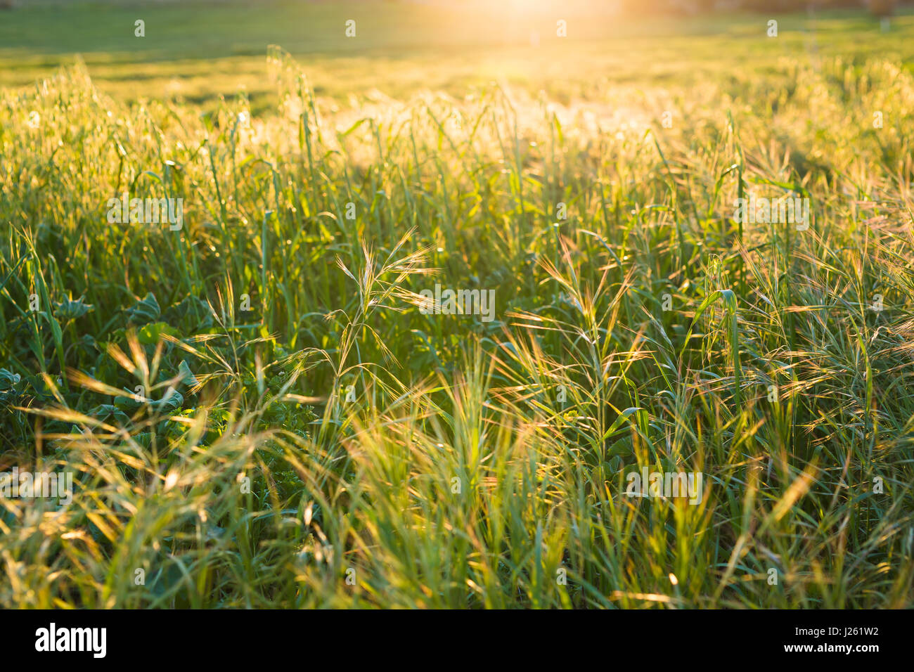 Bright sunset over green field. Green meadow Stock Photo - Alamy