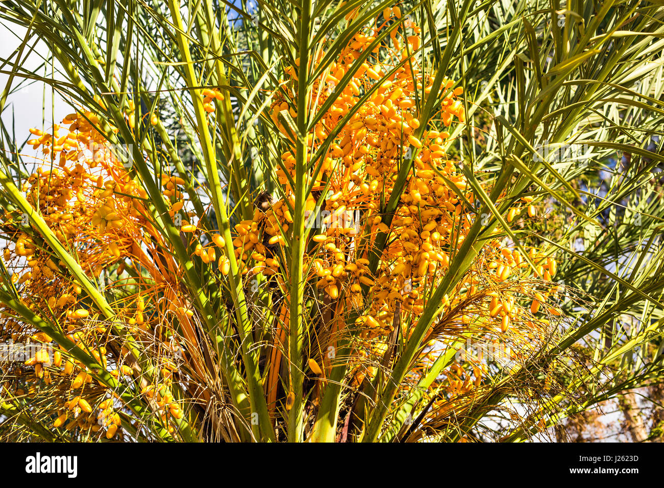 Ripe dates on the palm tree Stock Photo - Alamy