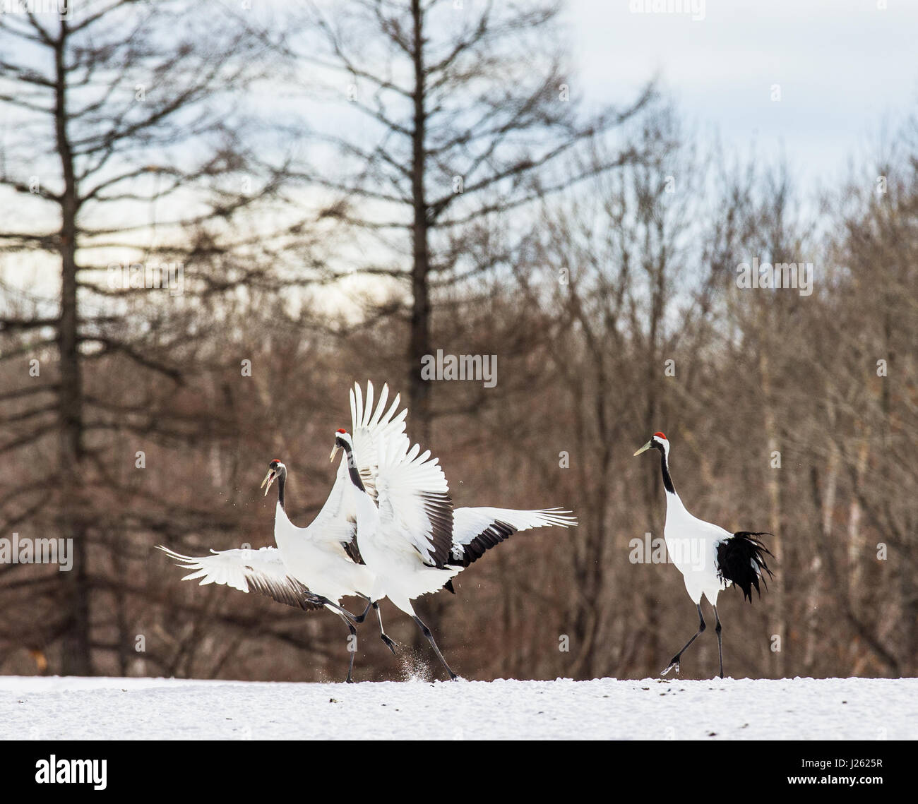 Group of Japanese cranes in flight. Japan. Hokkaido. Tsurui Stock Photo ...