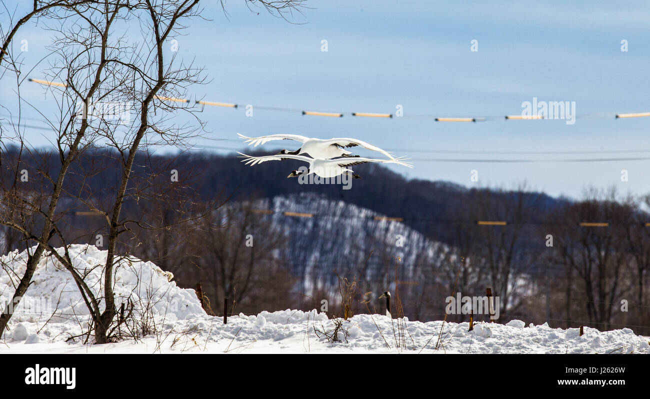 Two japanese red crowned cranes dancing hi-res stock photography and ...