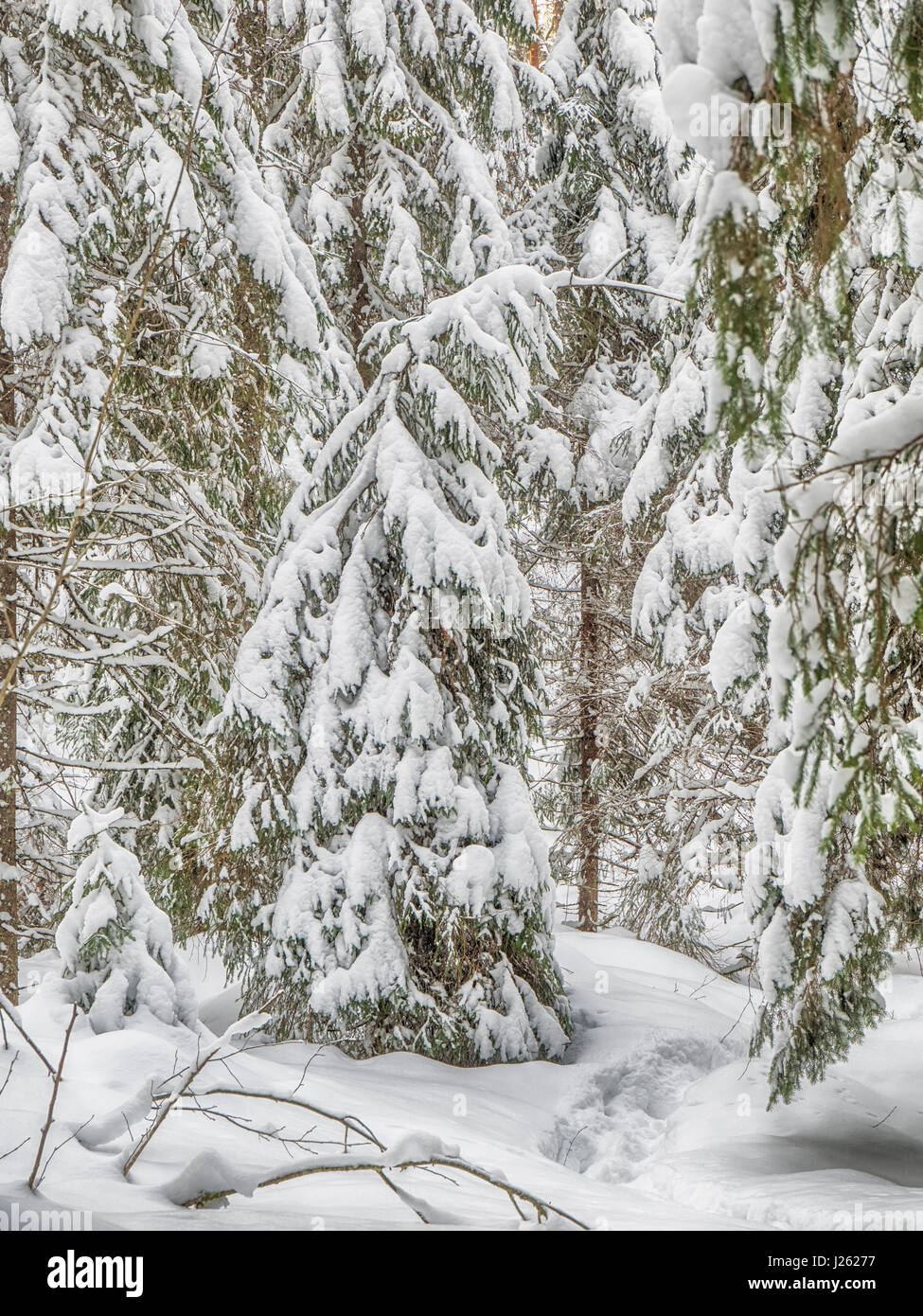 Coniferous forest in winter Stock Photo - Alamy