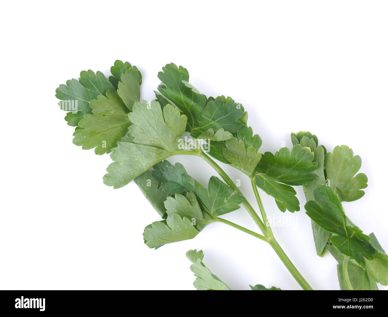 Green spices on a white background Stock Photo - Alamy
