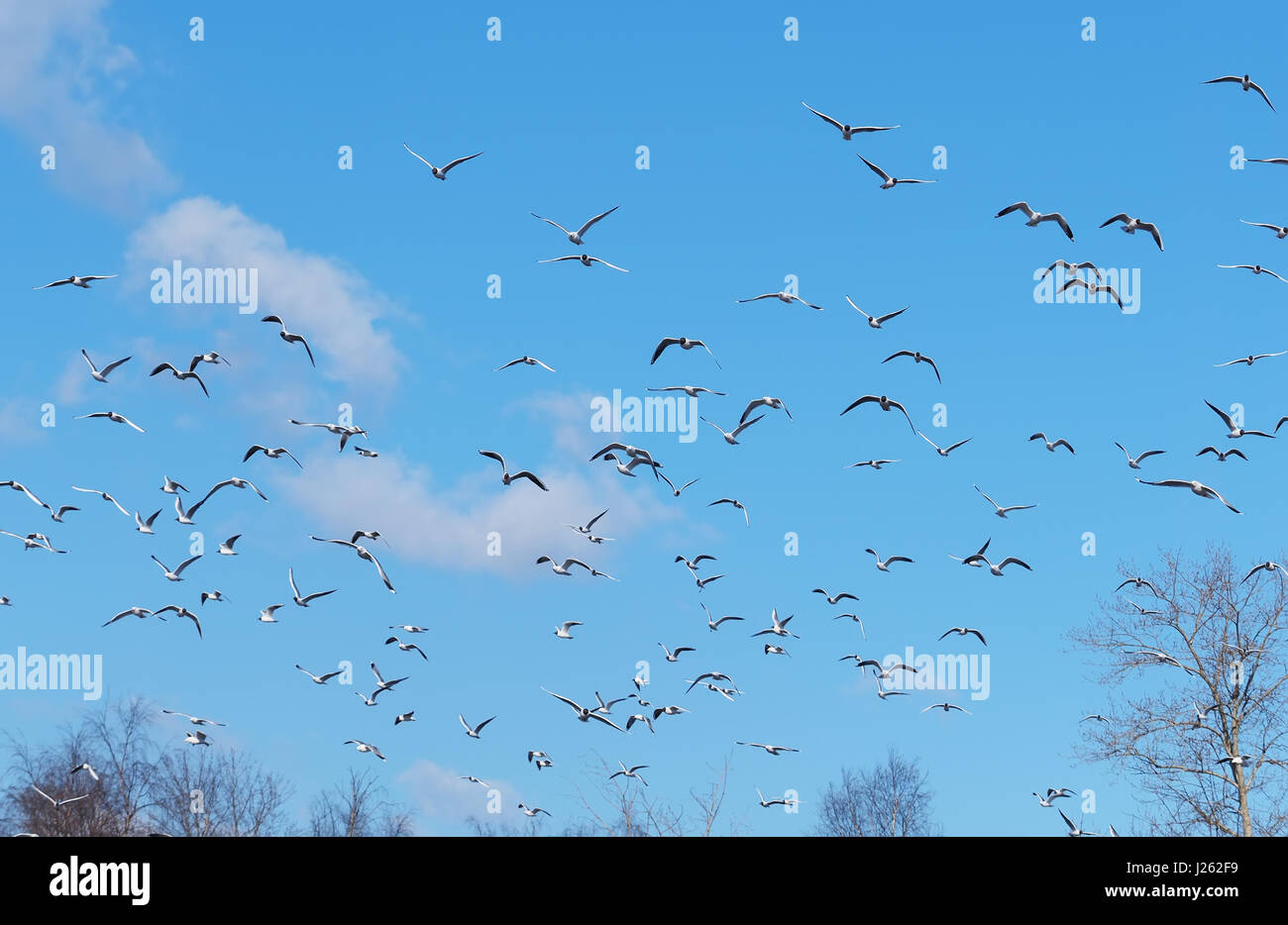 Seagulls in flight Stock Photo - Alamy