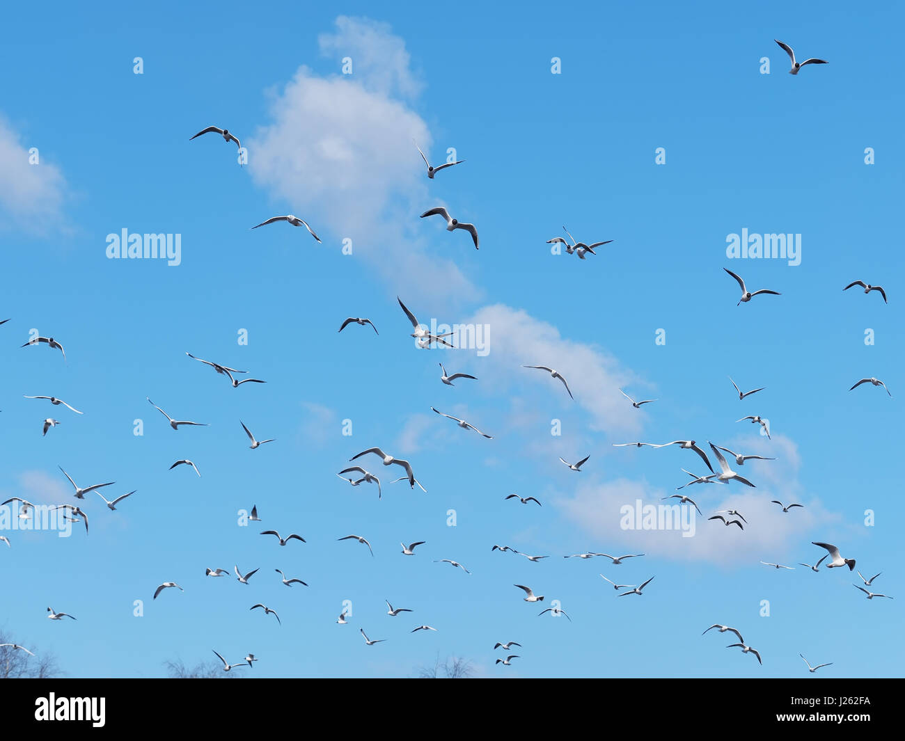 Seagulls in flight Stock Photo - Alamy