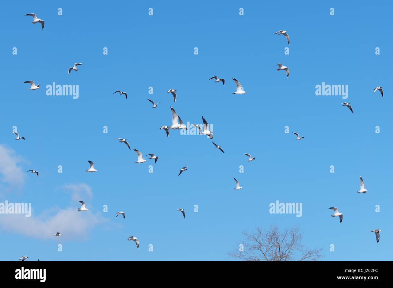 Seagulls in flight Stock Photo - Alamy