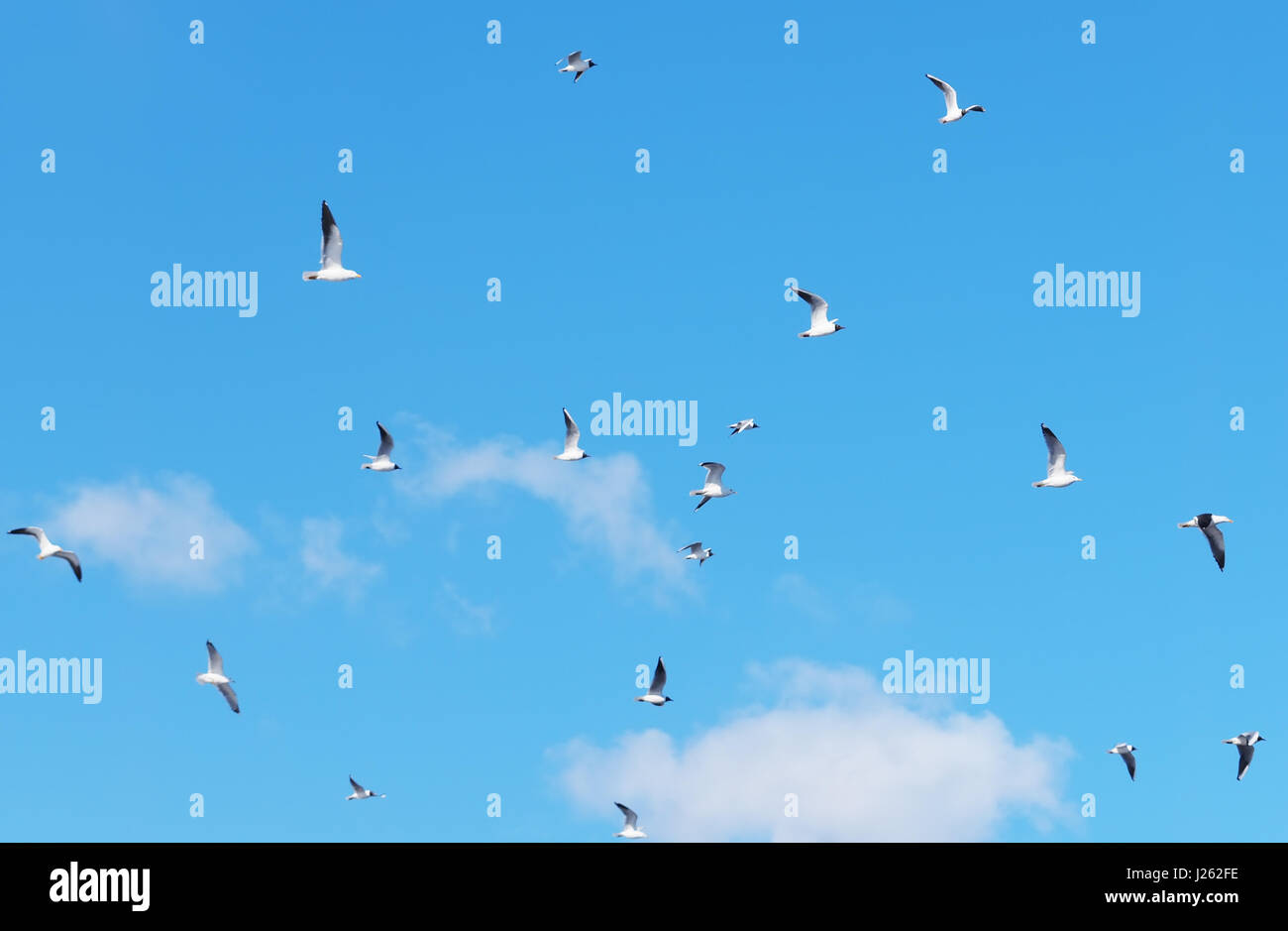 Seagulls in flight Stock Photo - Alamy
