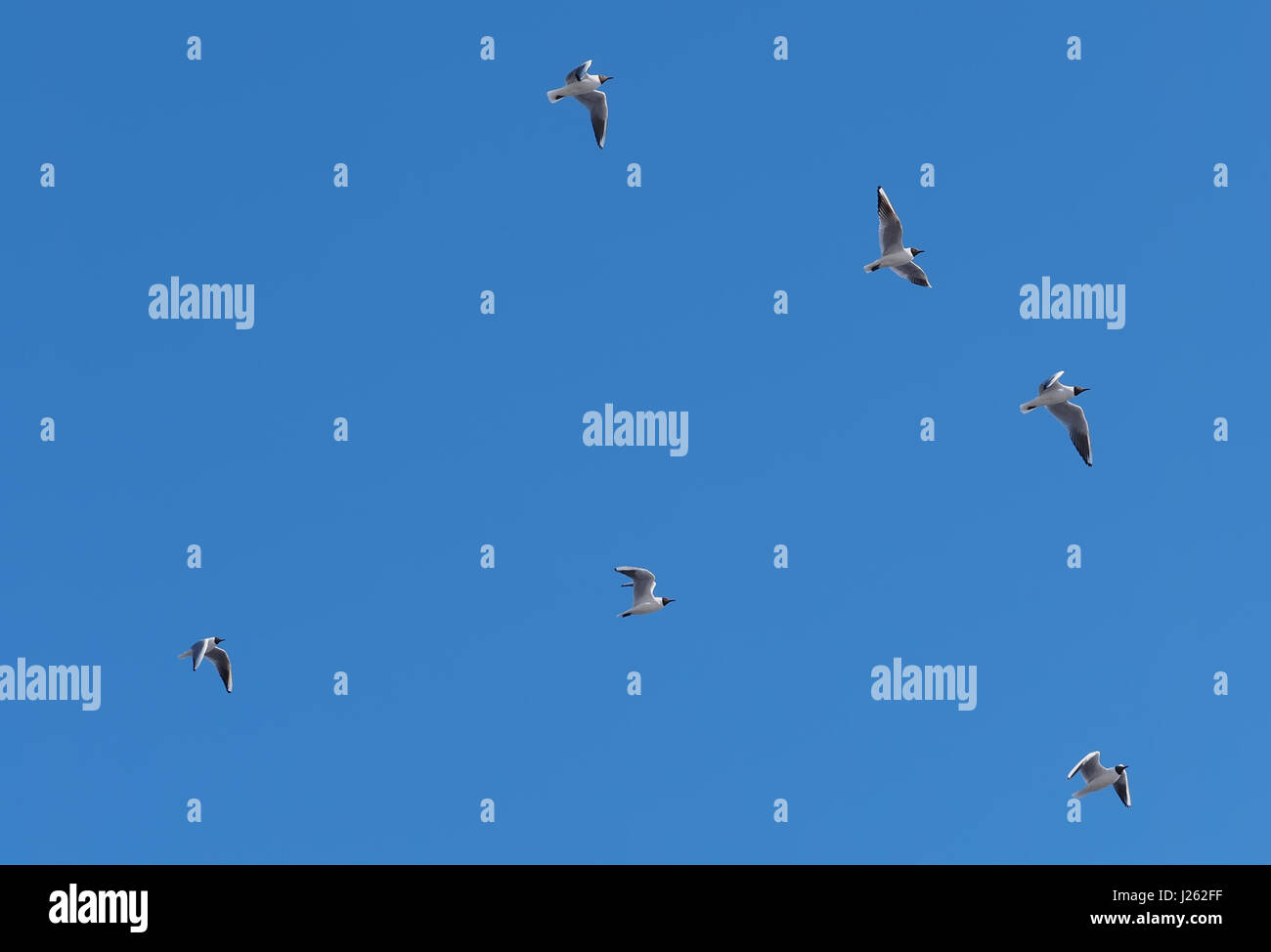 Seagulls in flight Stock Photo - Alamy