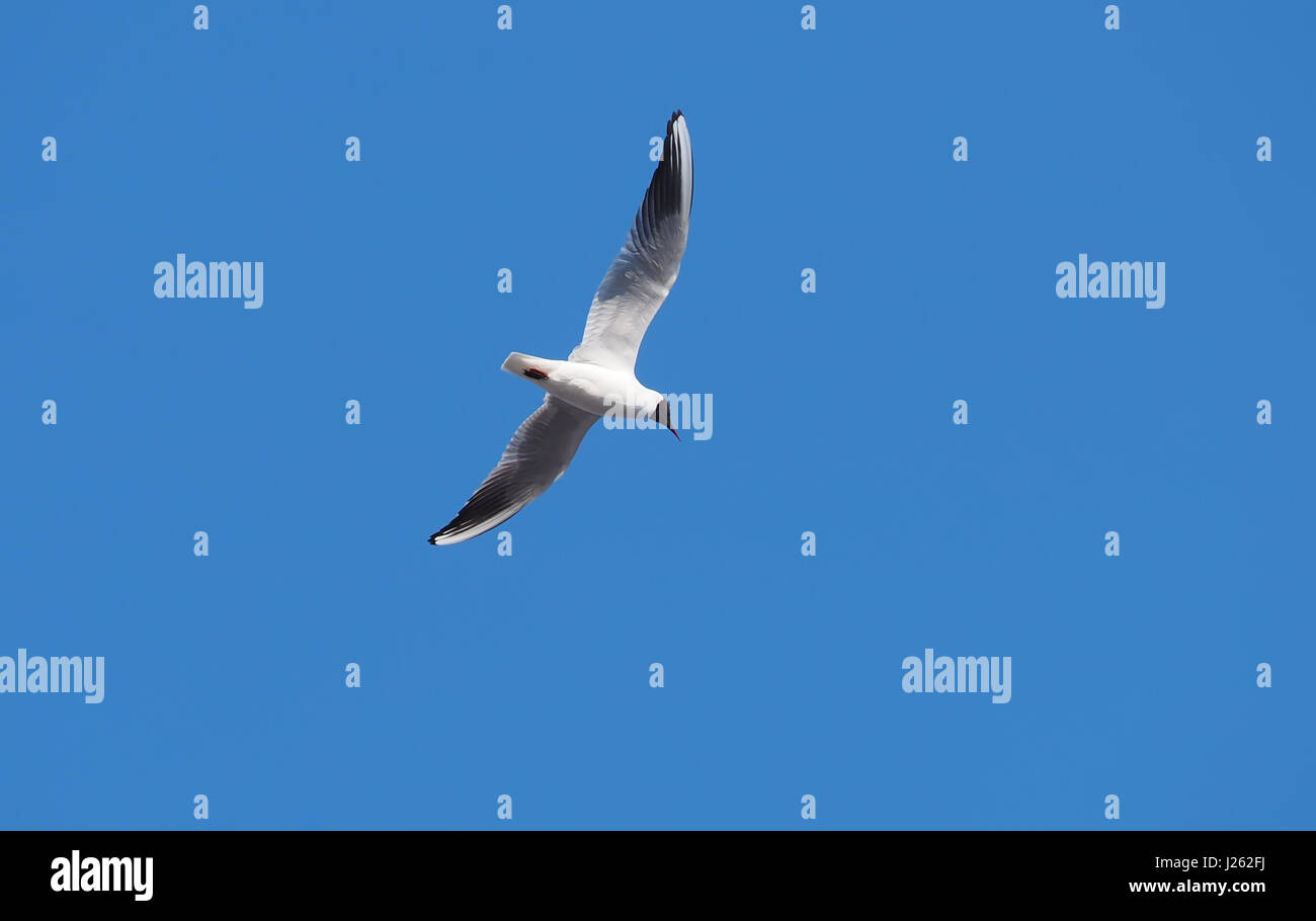 Seagulls in flight Stock Photo - Alamy