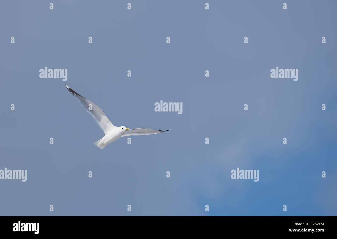 Seagulls in flight Stock Photo - Alamy