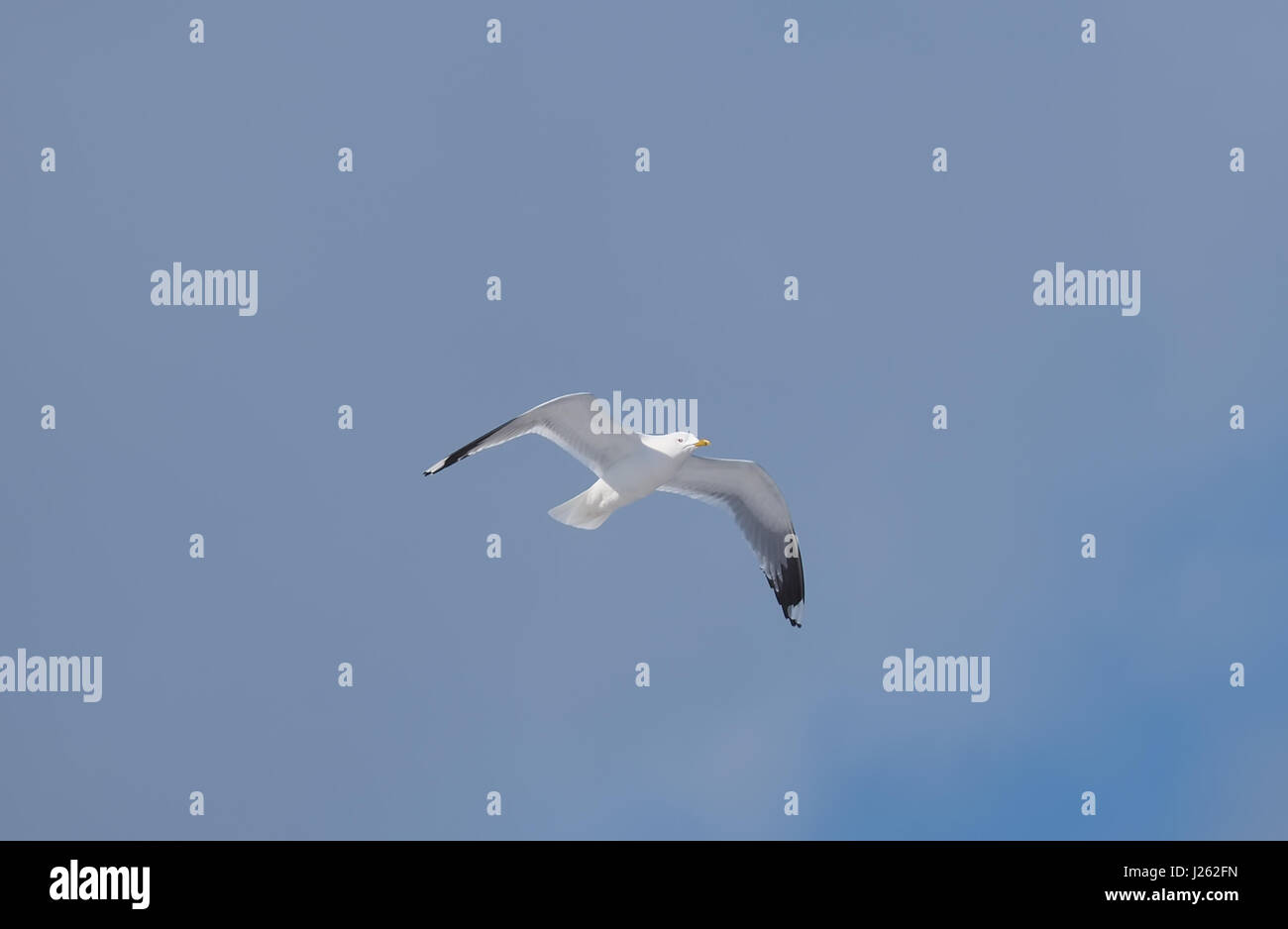 Seagulls in flight Stock Photo - Alamy