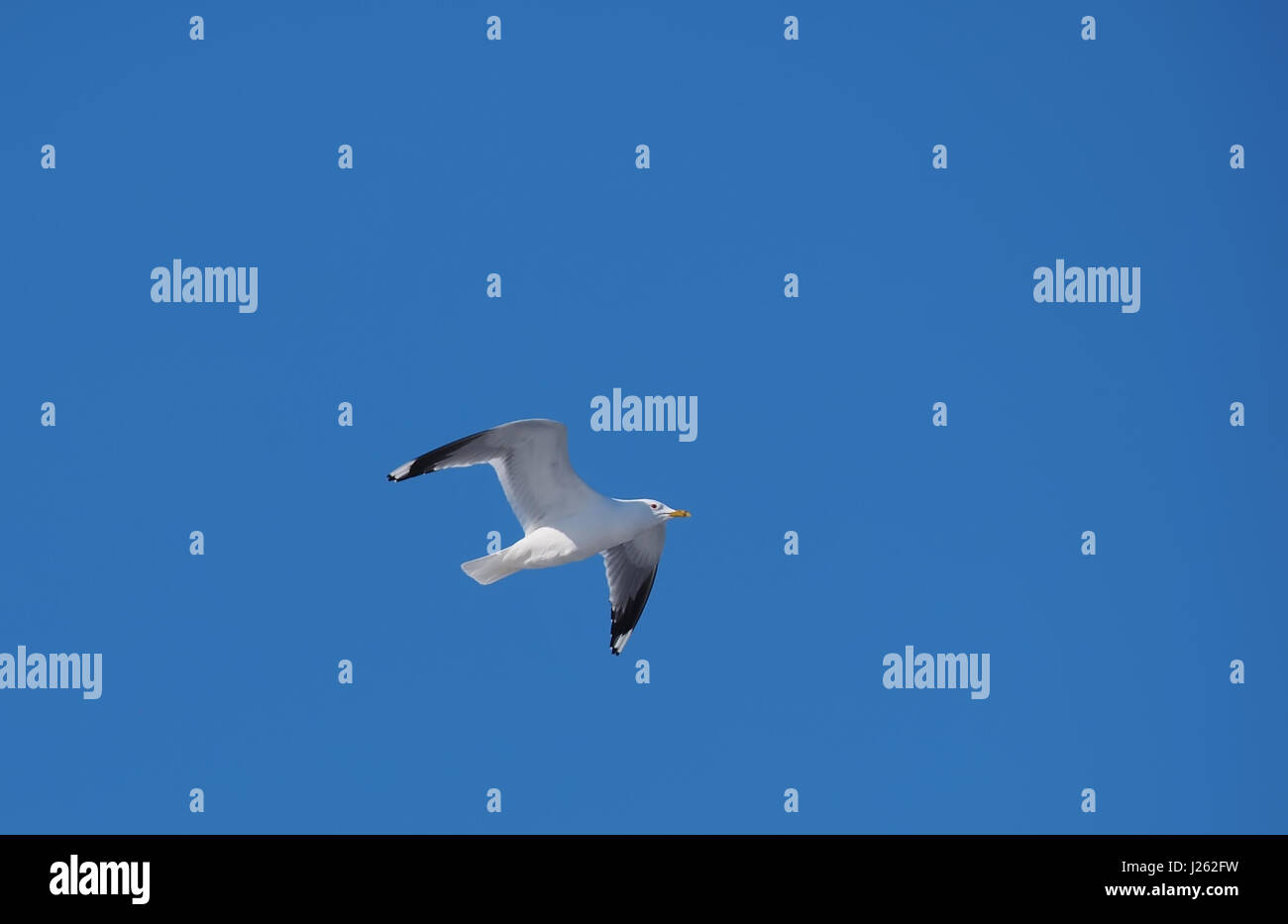 Seagulls in flight Stock Photo - Alamy