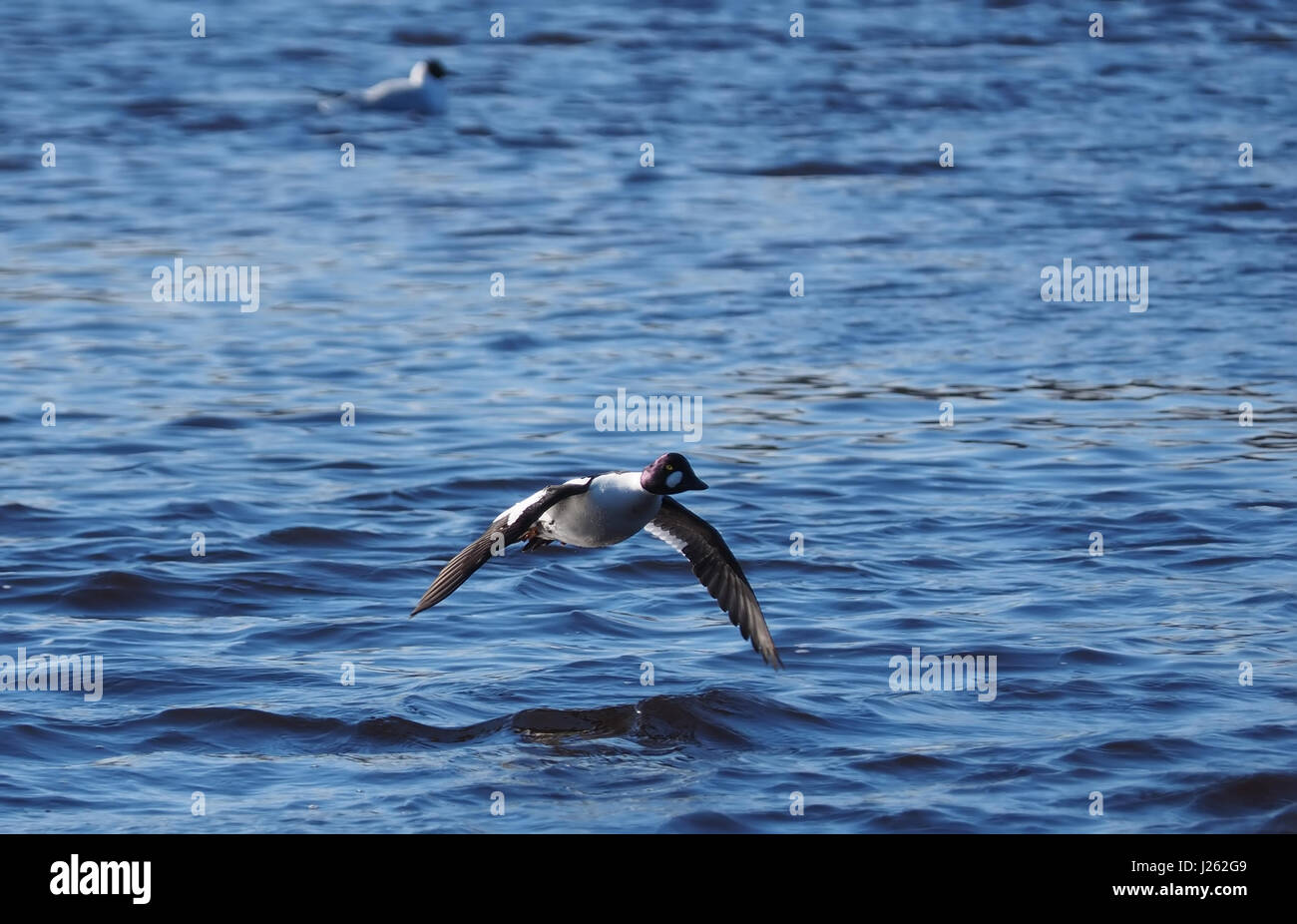 Duck Bucephala clangula on the river Stock Photo - Alamy