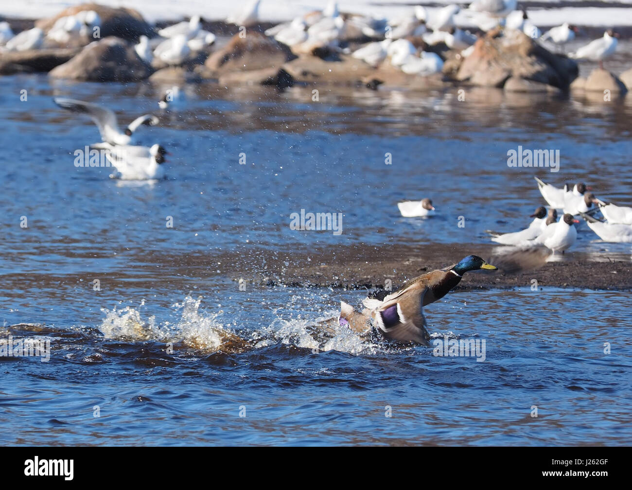 Drake fight on the river Stock Photo - Alamy