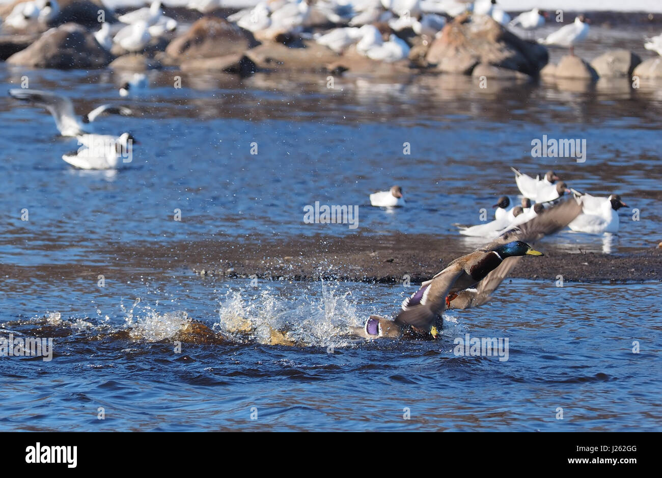 Drake fight on the river Stock Photo - Alamy