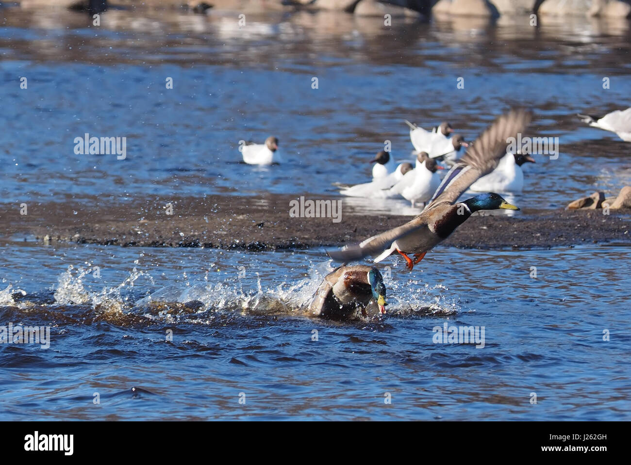 Drake fight on the river Stock Photo - Alamy