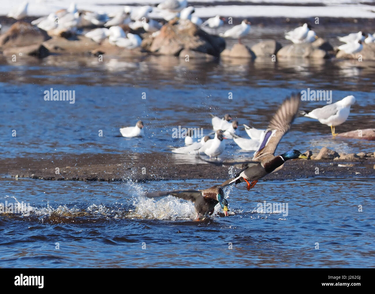 Drake fight on the river Stock Photo - Alamy