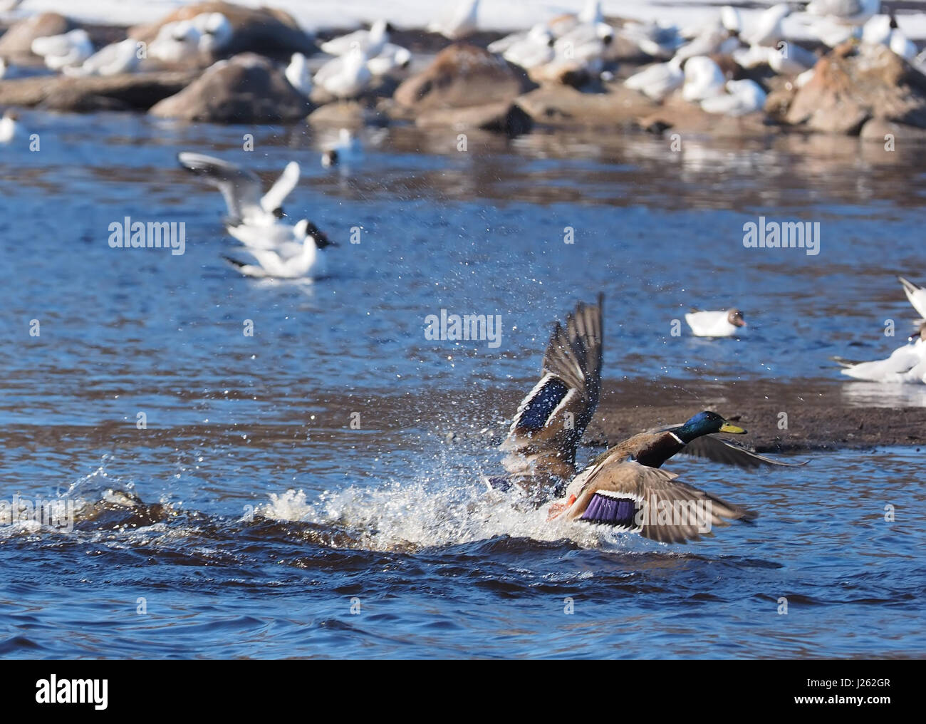 Drake fight on the river Stock Photo - Alamy