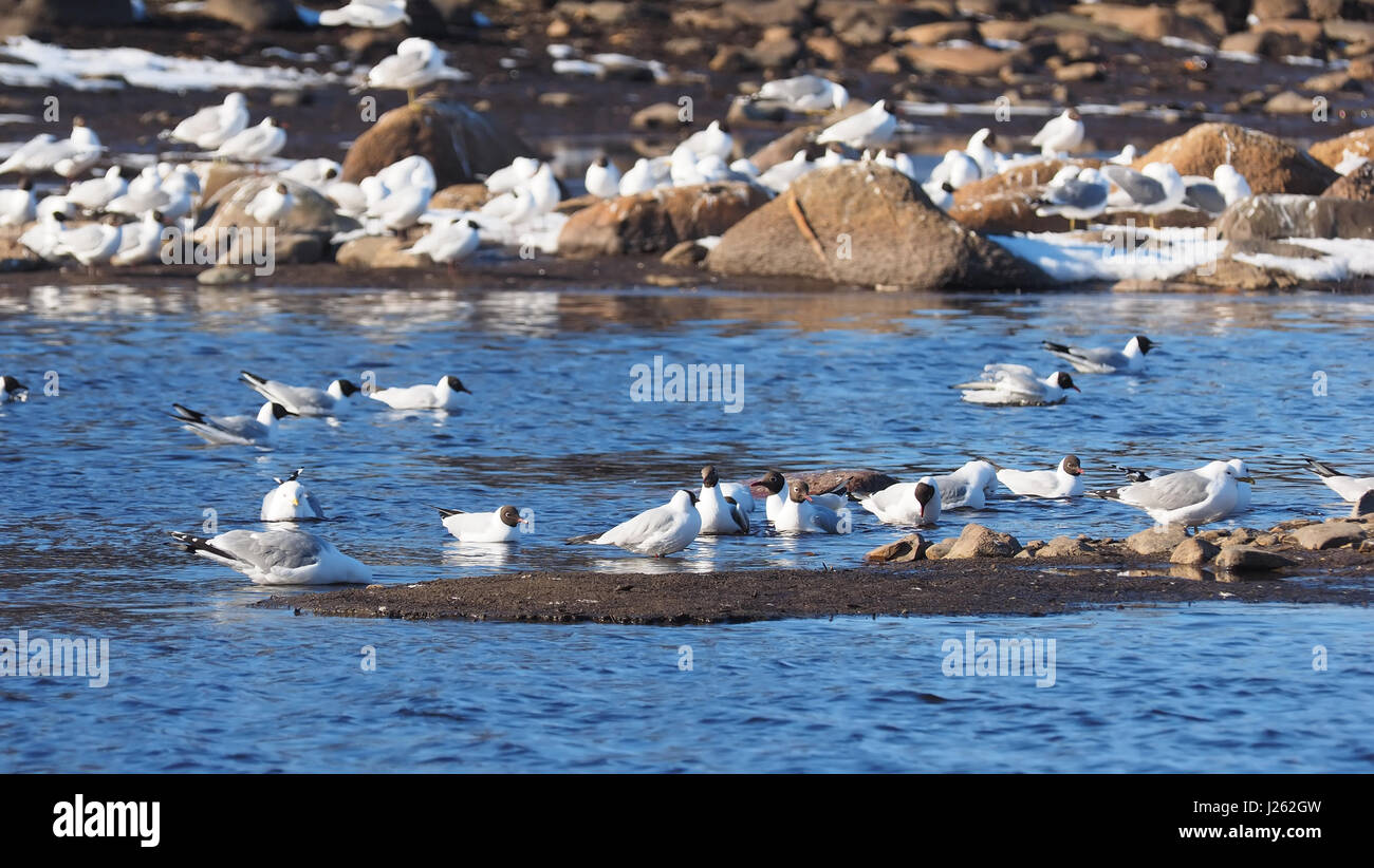 Drake fight on the river Stock Photo - Alamy
