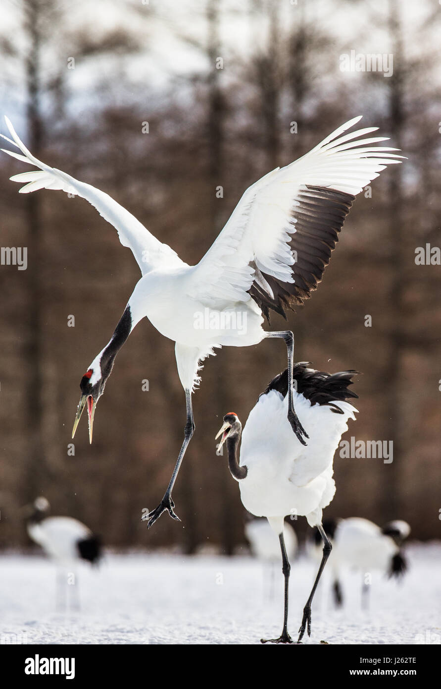 Two Japanese Cranes are in flight. Japan. Hokkaido. Tsurui Stock Photo ...